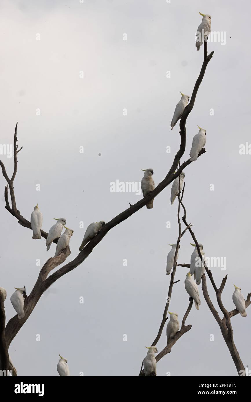 Sulphur-crested Cockatoo (Cacatua galerita galerita) flock perched on ...