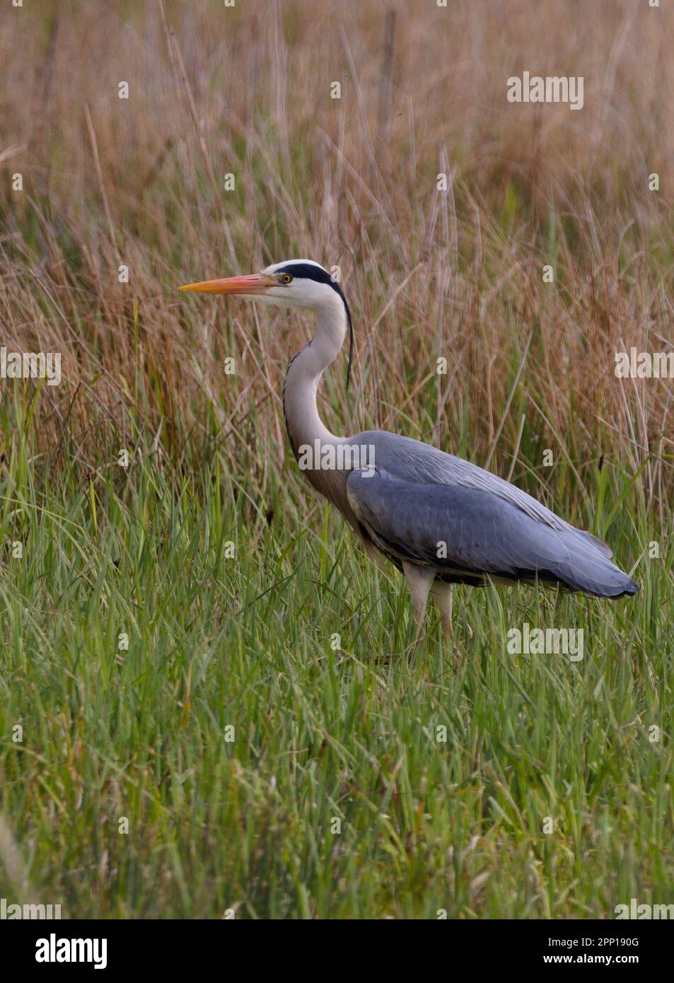Grey heron (Ardea cinerea) on grass long yellow bill white head and ...