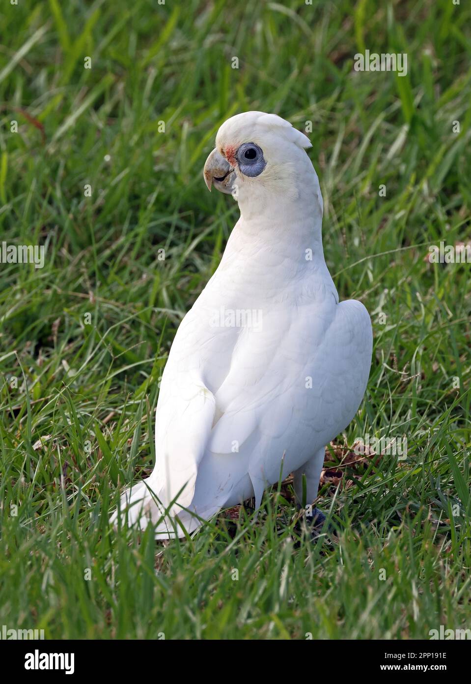 Little Corella (Cacatua sanguinea gymnopis) adult standing on grass ...