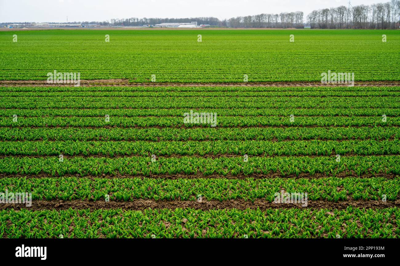 Fresh growing tulip leaves hi-res stock photography and images - Alamy