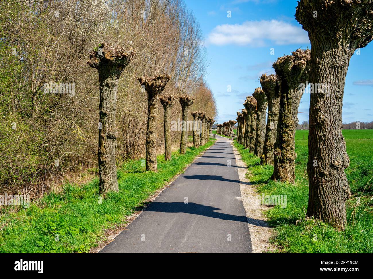 Small road with pollarded willow trees Stock Photo - Alamy