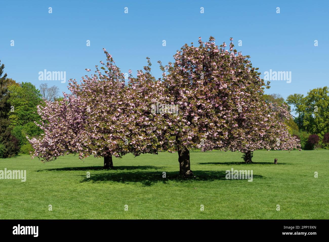Cherry trees with pink flowers in full bloom - Parc de Sceaux, France ...