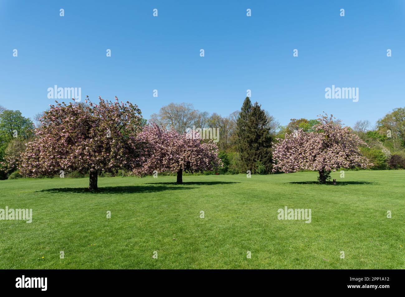 Cherry trees with pink flowers in full bloom - Parc de Sceaux, France ...