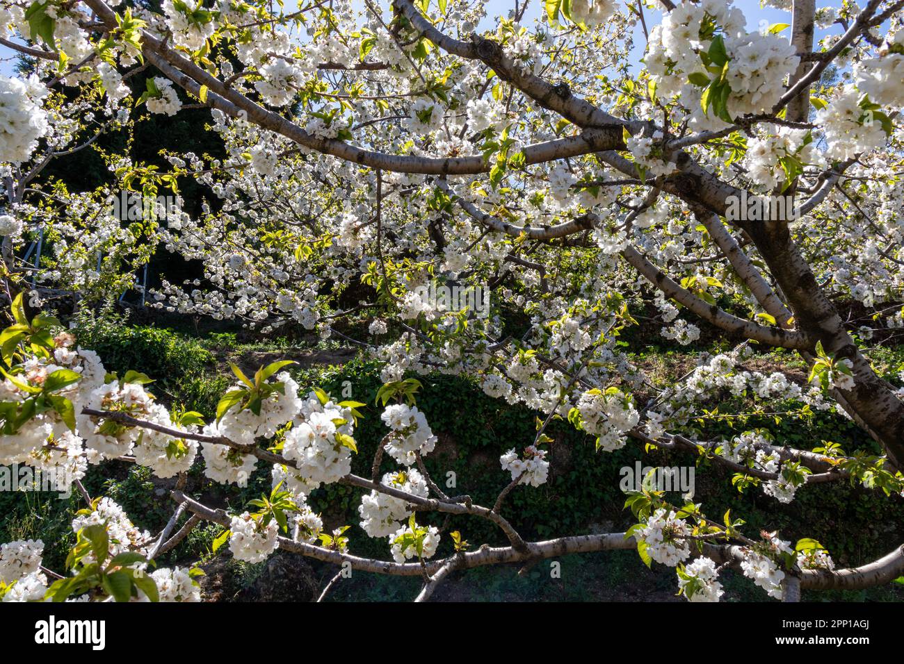 Cherry blossoms in the Jerte Valley, Cáceres, Spain Stock Photo - Alamy