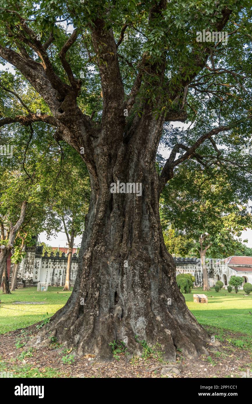 A vertical of a large green tree trunk in the midst of a lush field ...