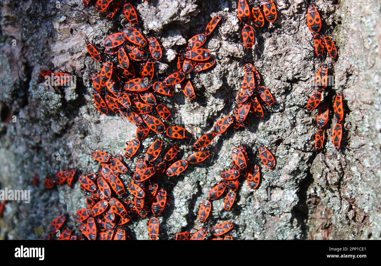 many fire bugs on a tree Stock Photo - Alamy