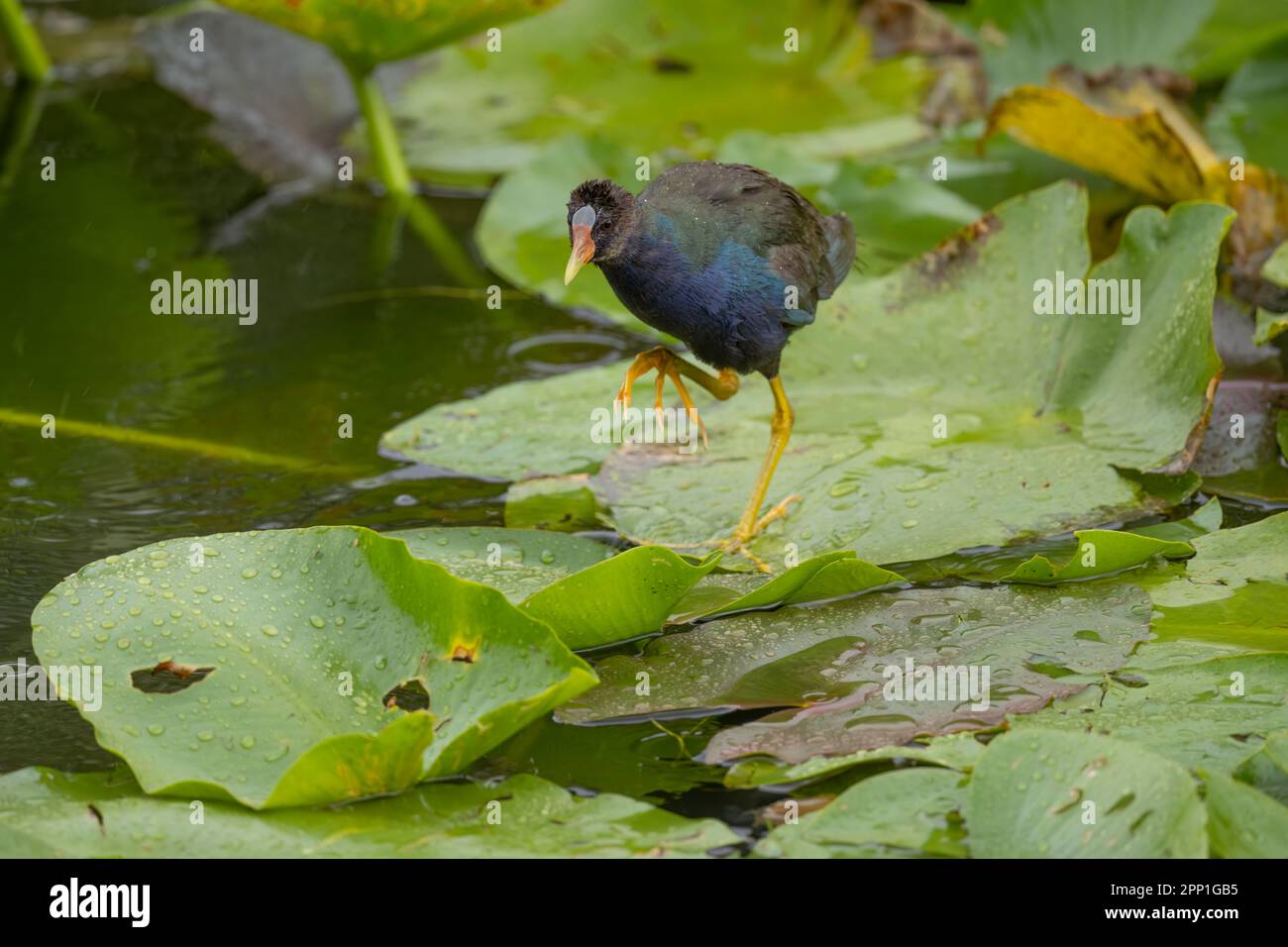 Walking across lily pads hi-res stock photography and images - Alamy