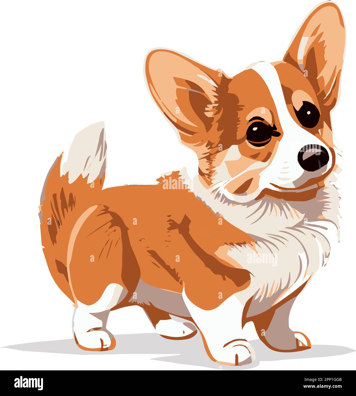 Realistic dog breed Corgi, on a white background - Vector illustration ...