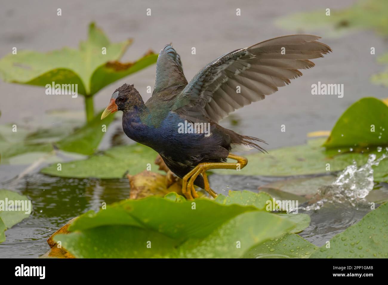 Walking across lily pads hi-res stock photography and images - Alamy