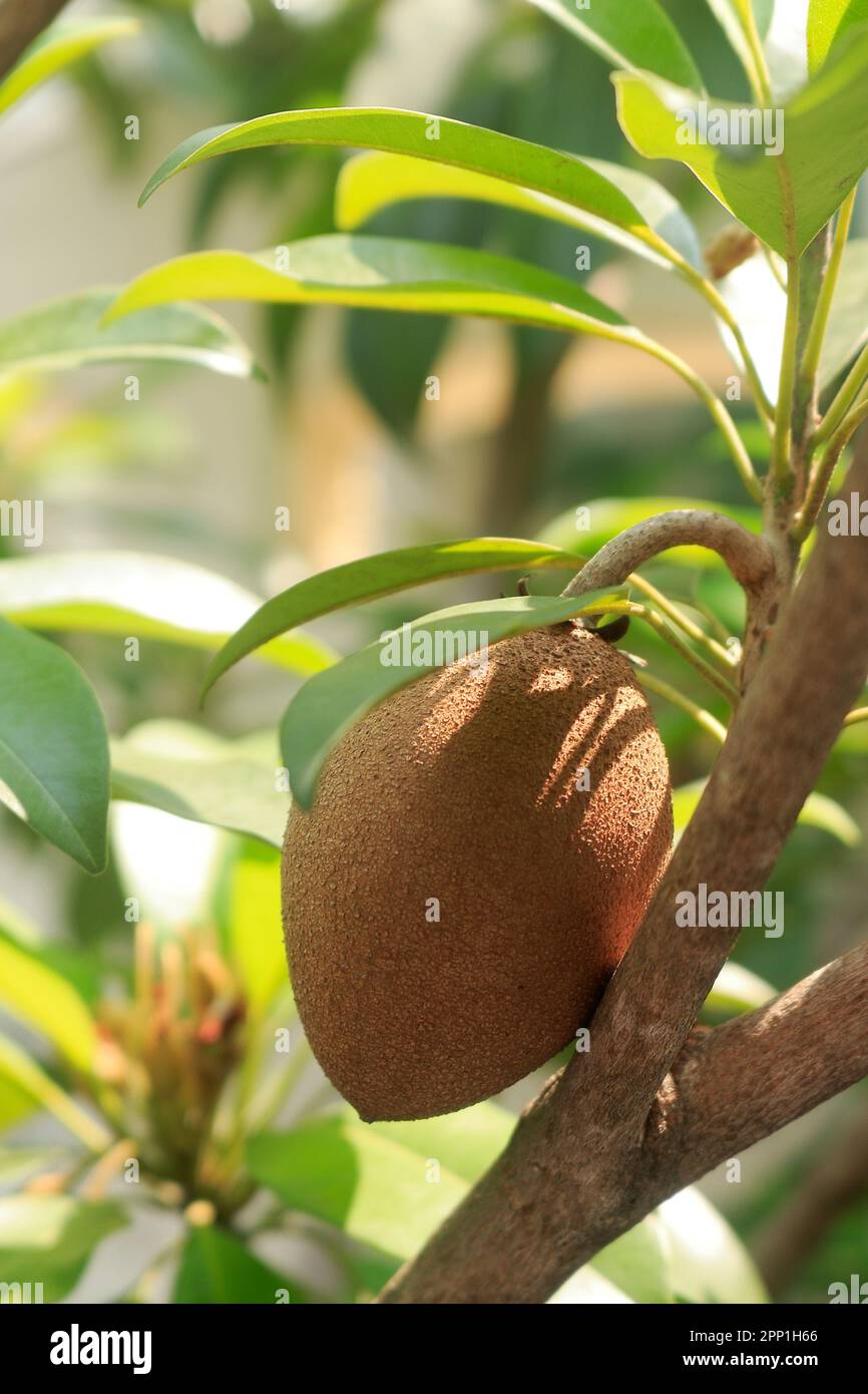 Sapodilla Fruit Taste