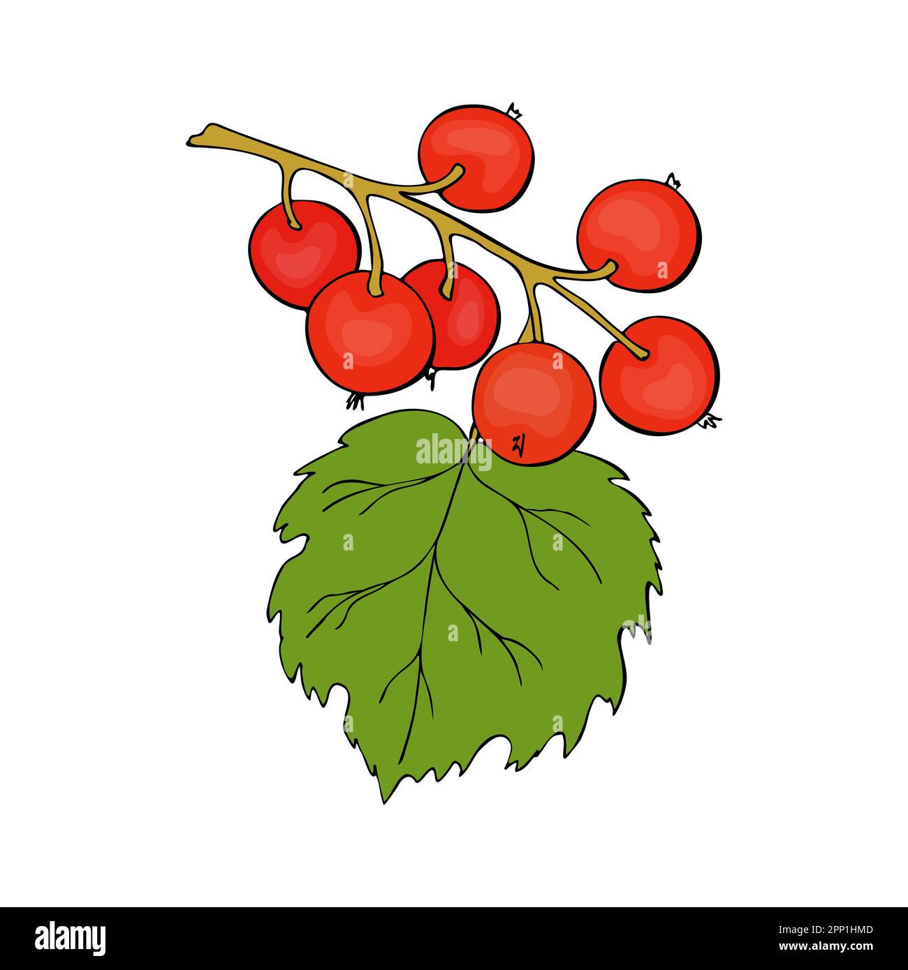 Red Currant branch with berries, hand drawn doodle drawing, contour ...