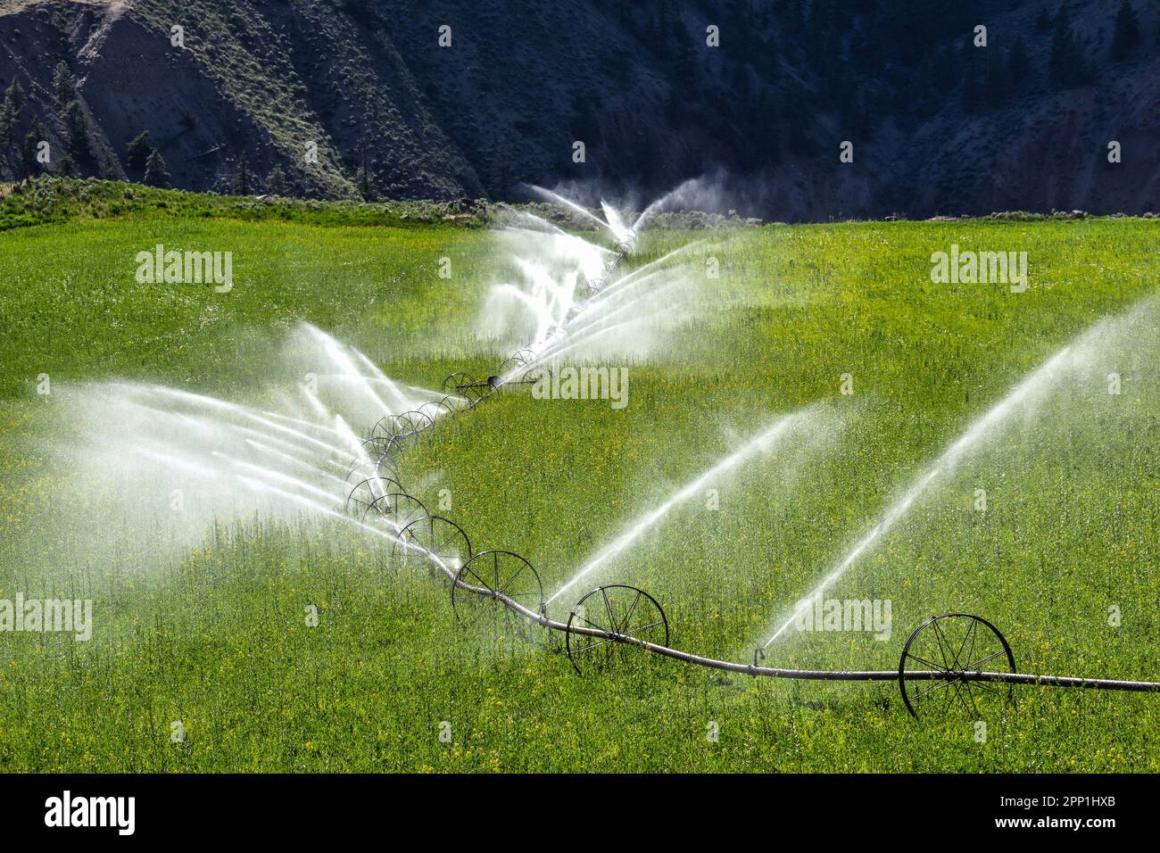 Wheel line sprinkler irrigation of a field and meadow on green farmland ...