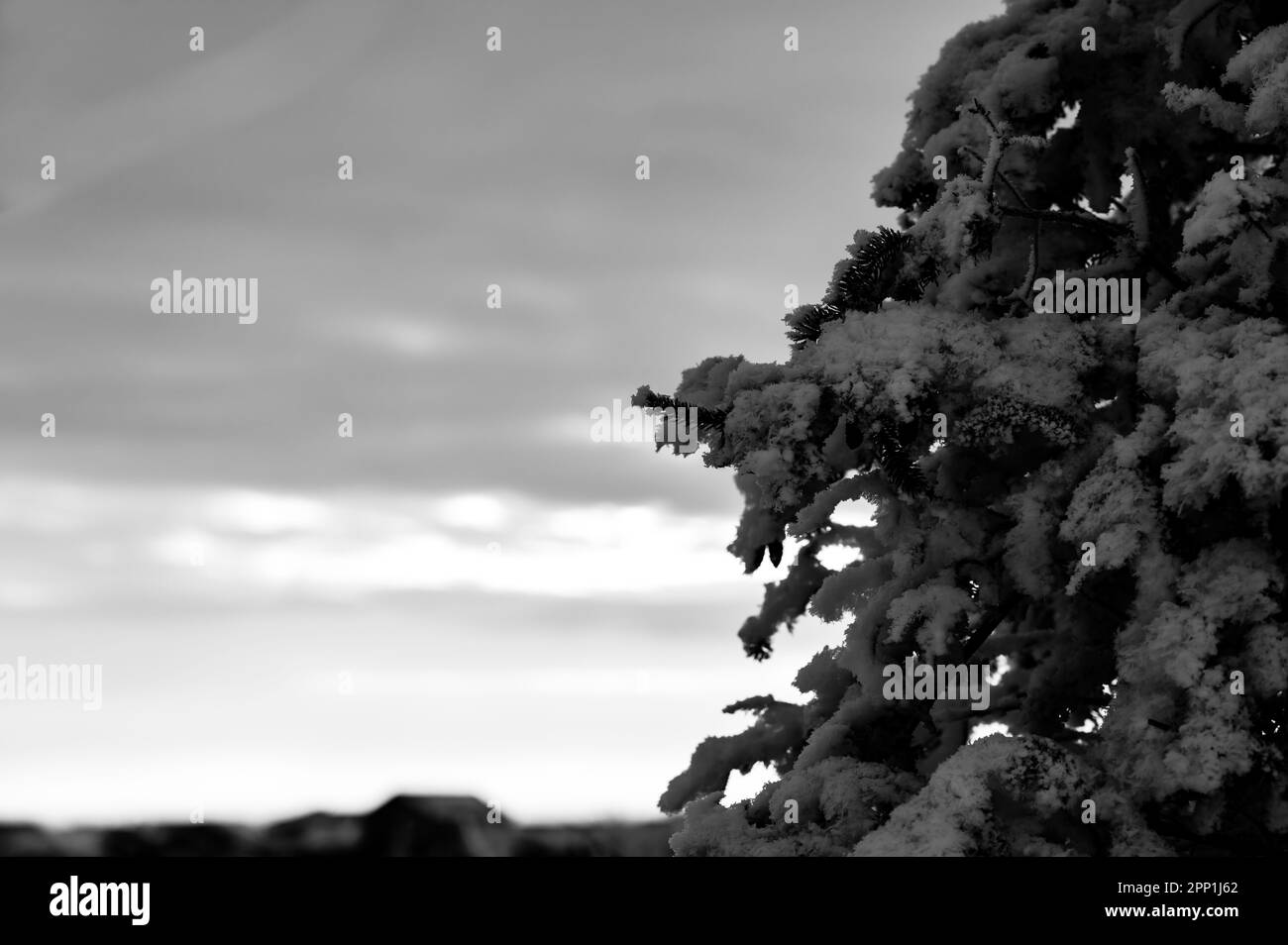 Heavy snow weighing down pine tree branches in the early morning Stock ...