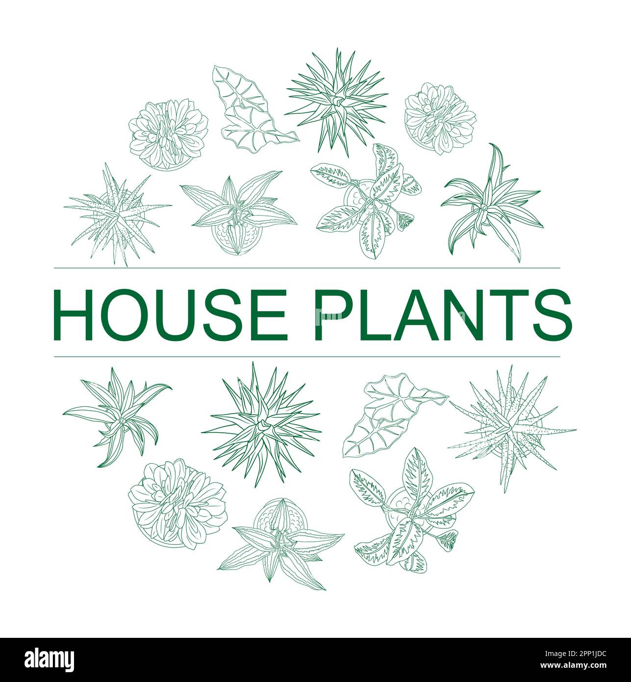 Set of different house plant top view line drawing Stock Vector Image ...