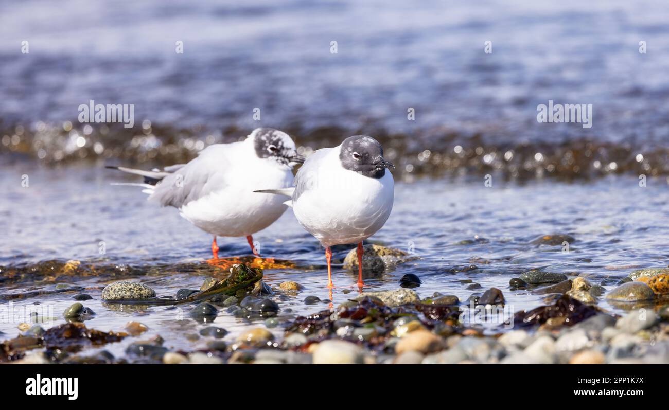 Small White Birds on the Pacific Ocean Coast Stock Photo - Alamy
