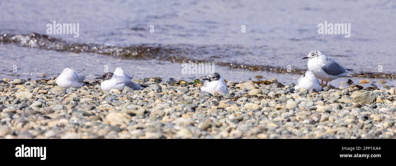 Small White Birds on the Pacific Ocean Coast Stock Photo - Alamy