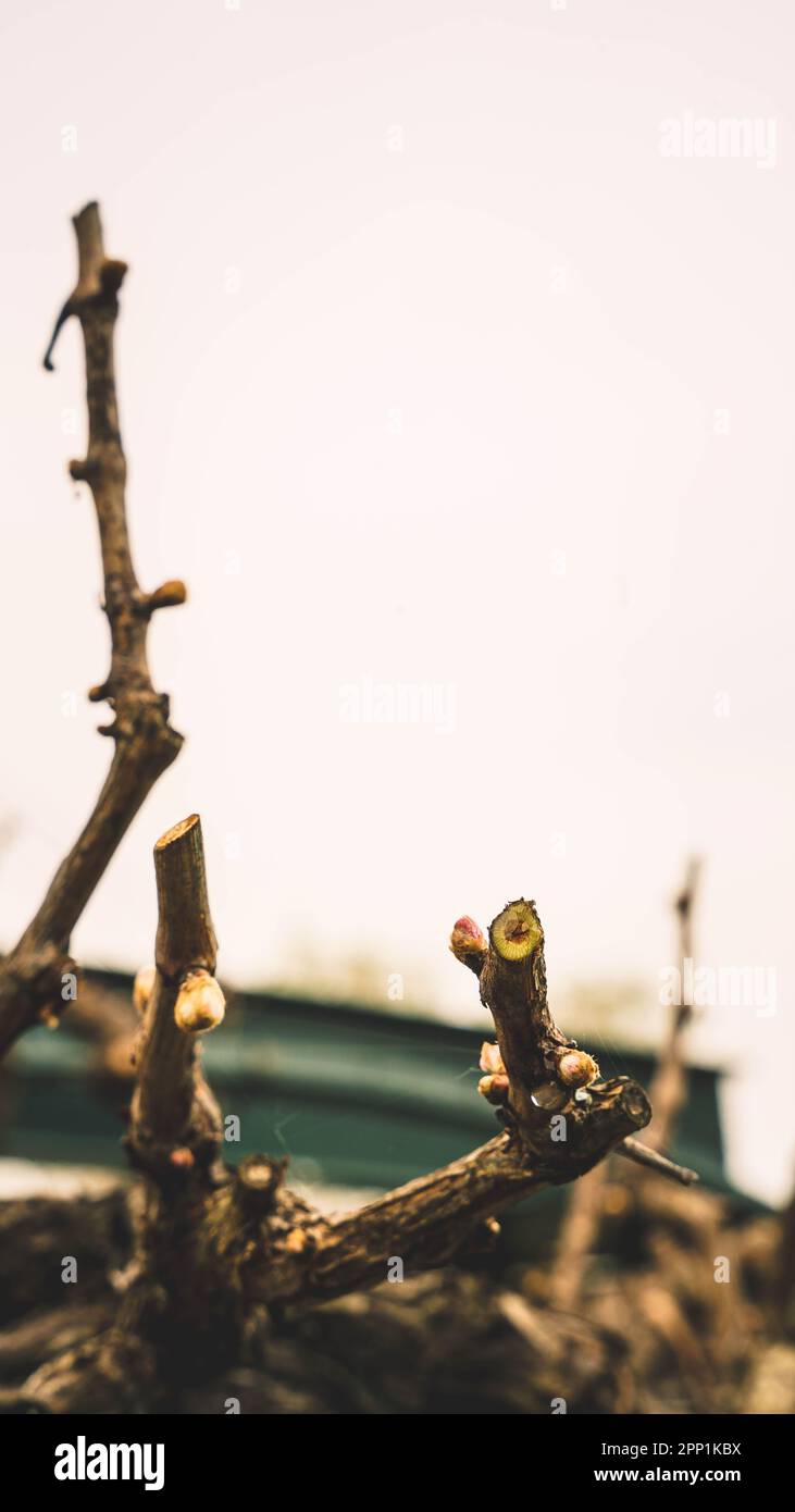 Freshly pruned hi-res stock photography and images - Alamy