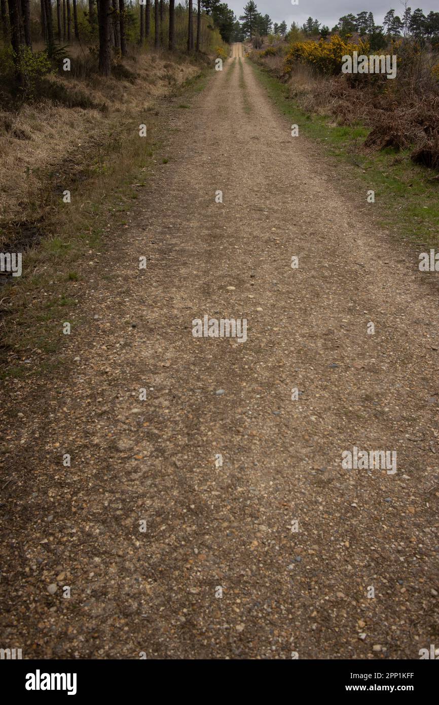 Woodland perspective hi-res stock photography and images - Alamy