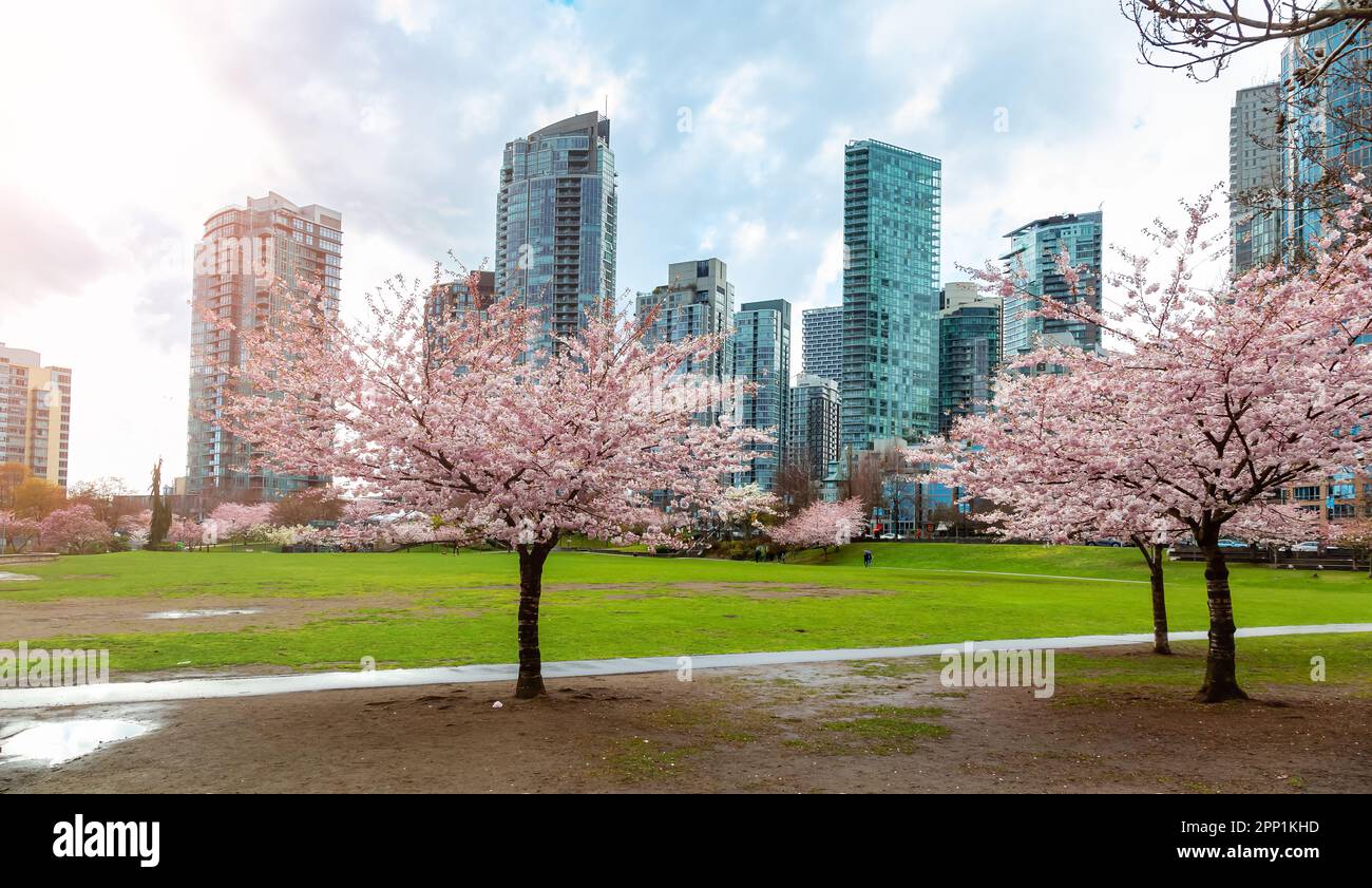 Cherry Blossom in Downtown Vancouver, British Columbia, Canada Stock ...