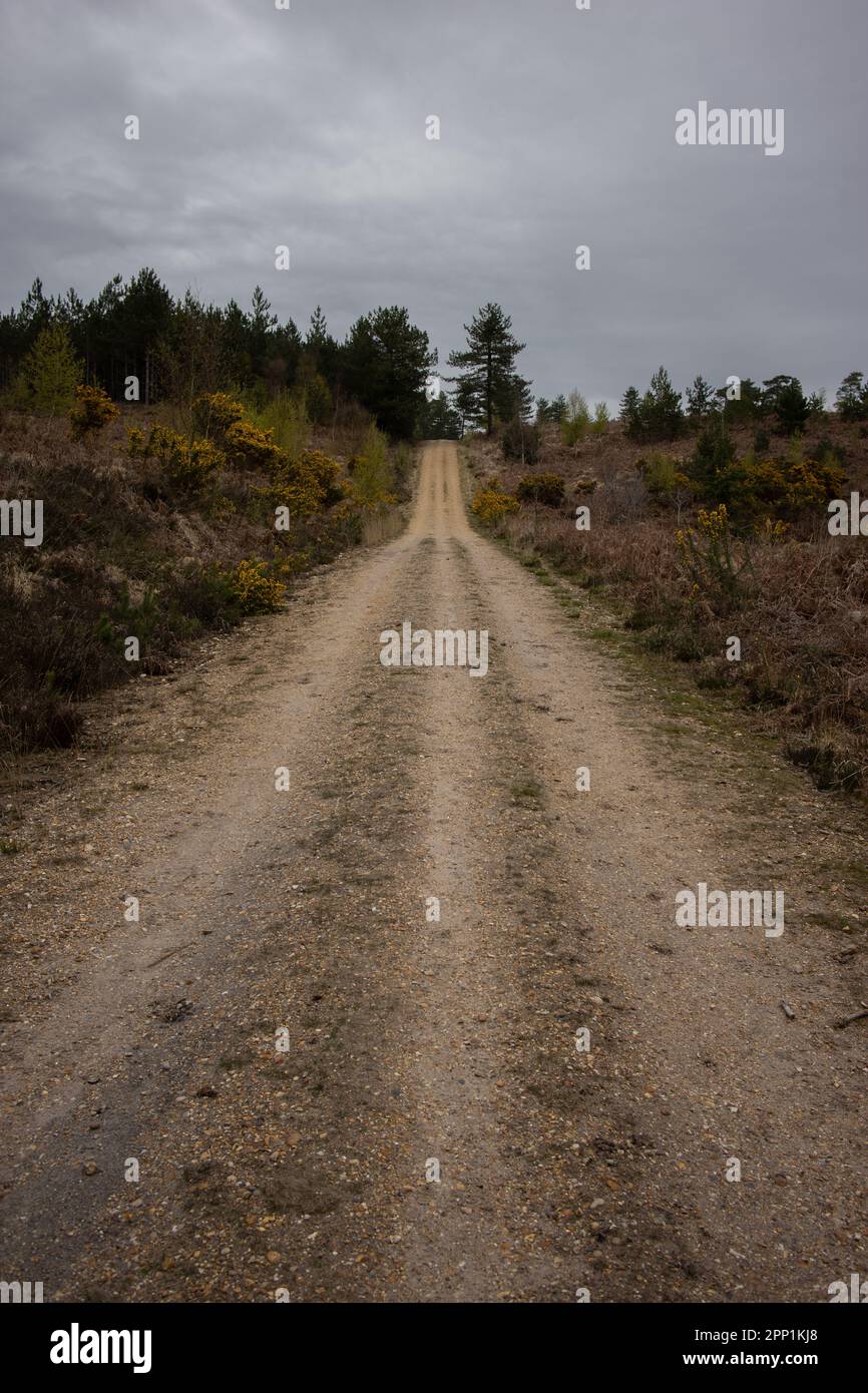 Woodland perspective hi-res stock photography and images - Alamy