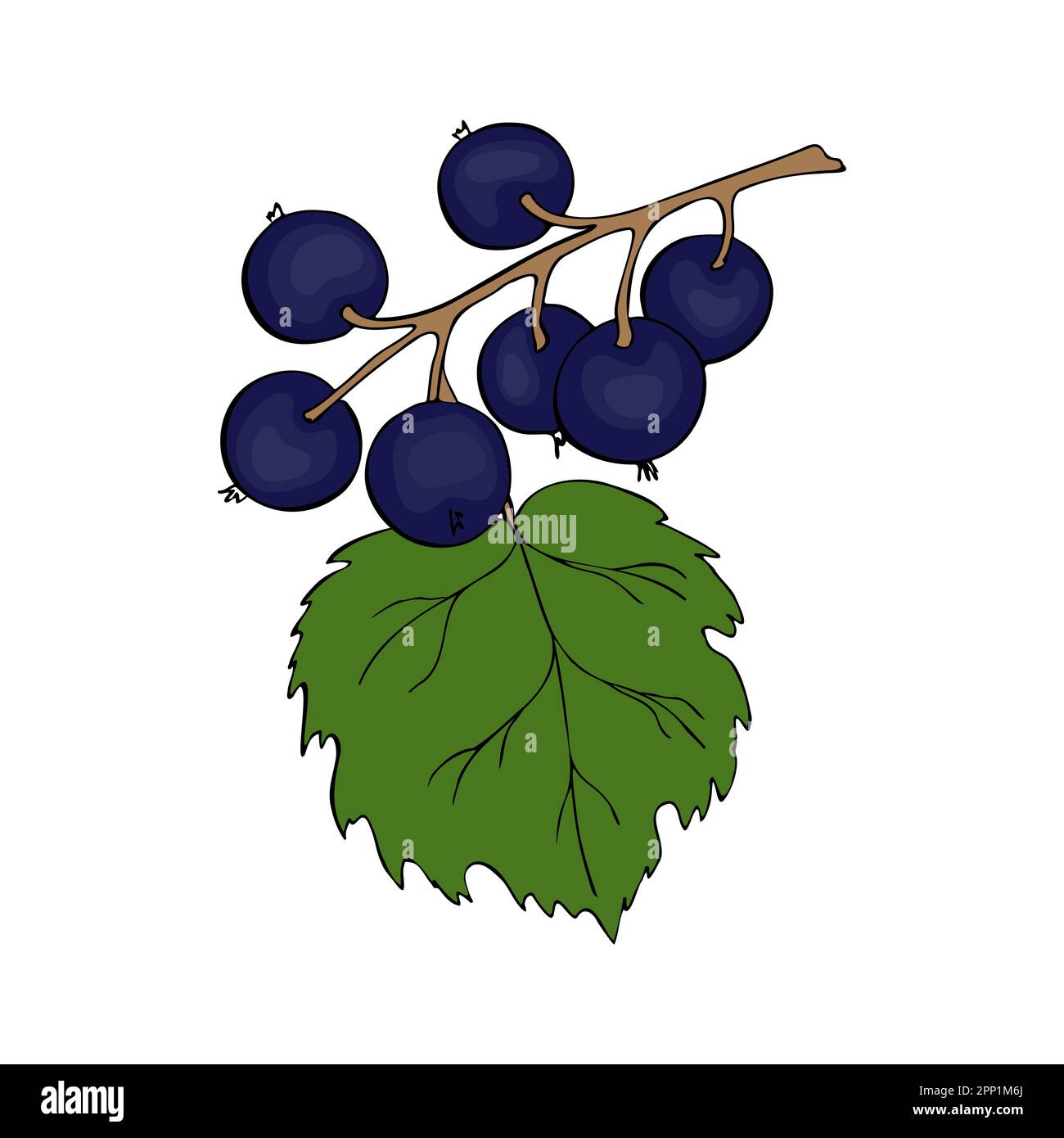 Black Currant branch with berries, hand drawn doodle drawing, contour ...
