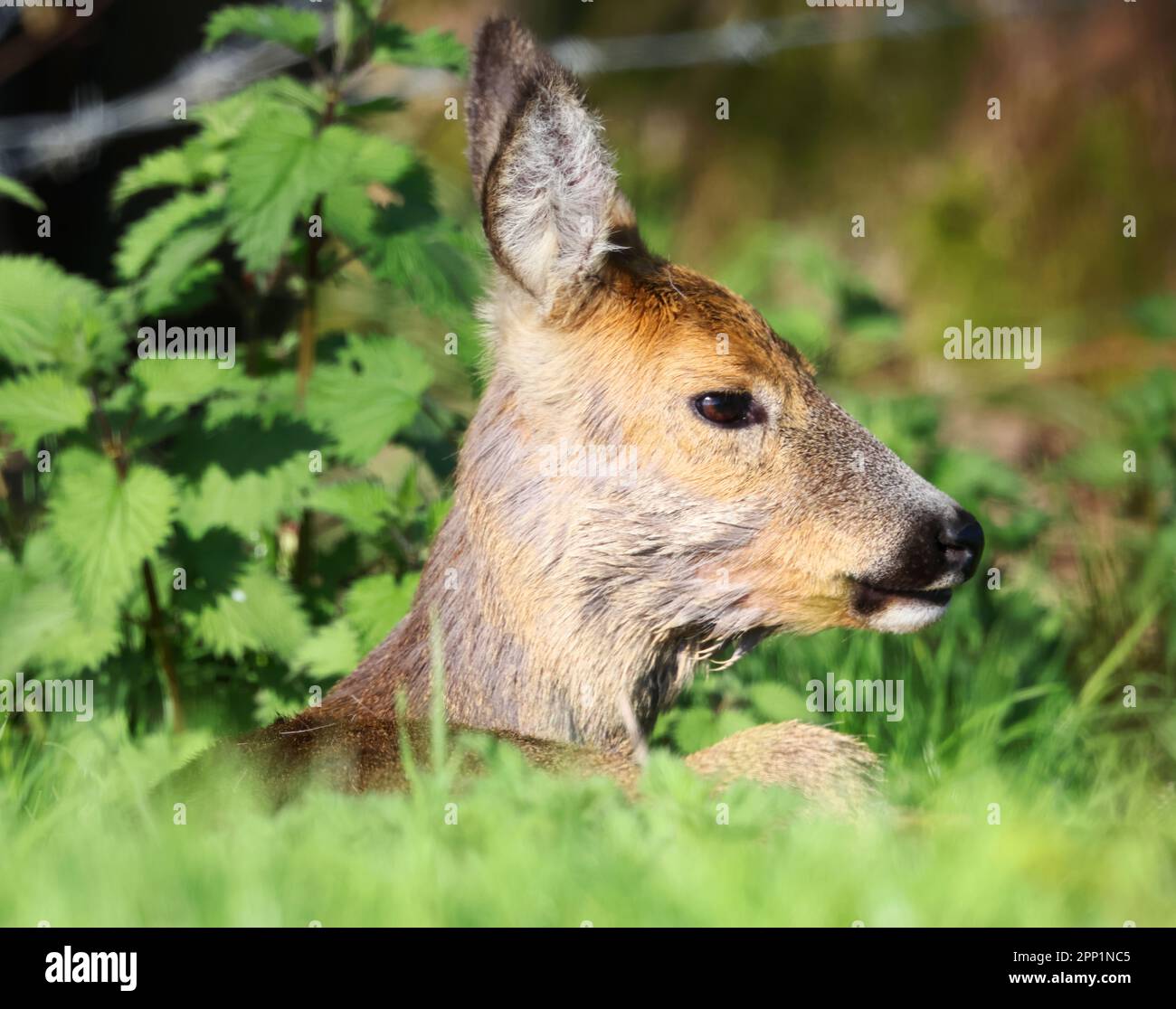 A Roe Deer doe (Capreolus capreolus) in the Cotswold Hills in ...