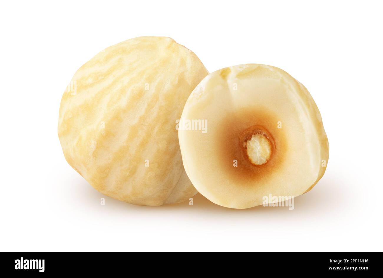 Isolated roasted halelnuts. Whole peeled hazelnut with half isolated on ...