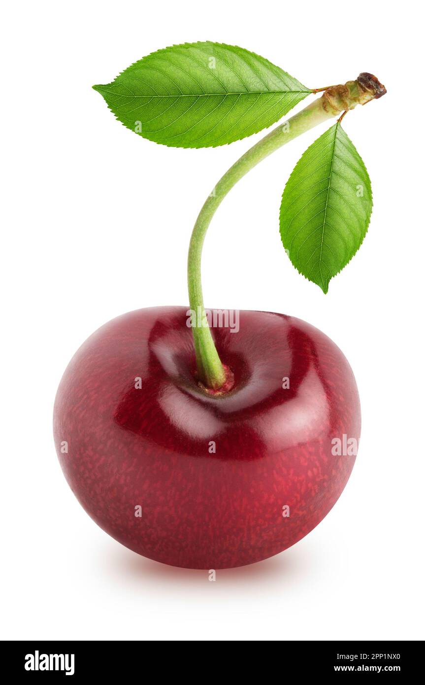 Isolated cherry. Whole sweet cherry fruit isolated on white background ...