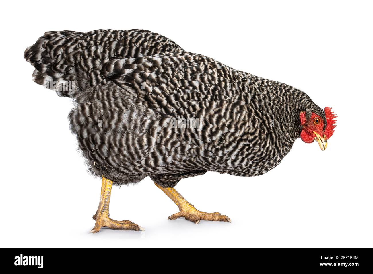 Female Amrock chicken, walking side ways looking towards floor ...