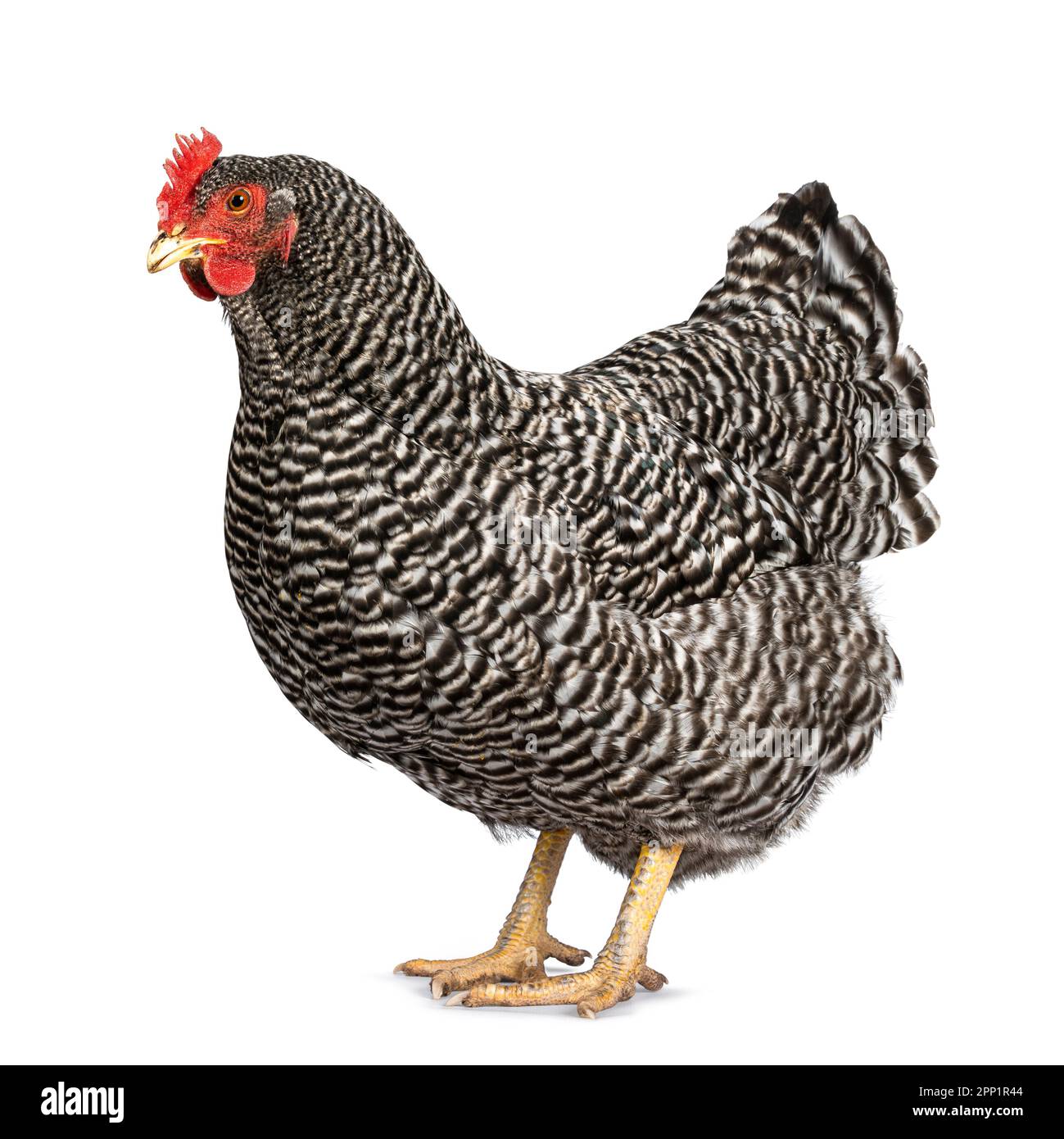 Female Amrock chicken, standing side ways. Isolated on a white ...
