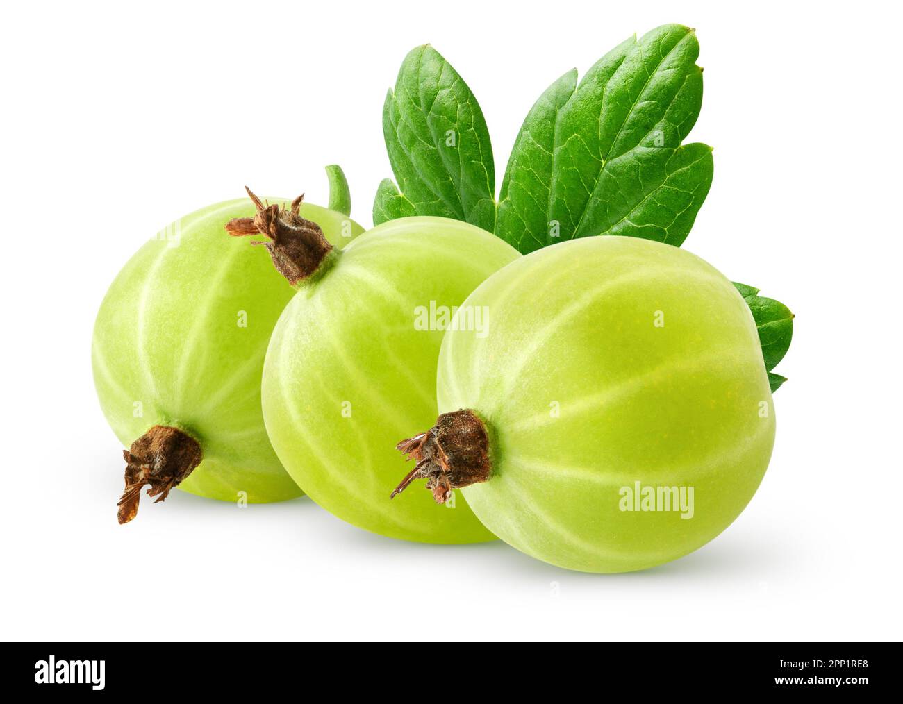 Isolatec gooseberries. Three green gooseberries isolated on white ...