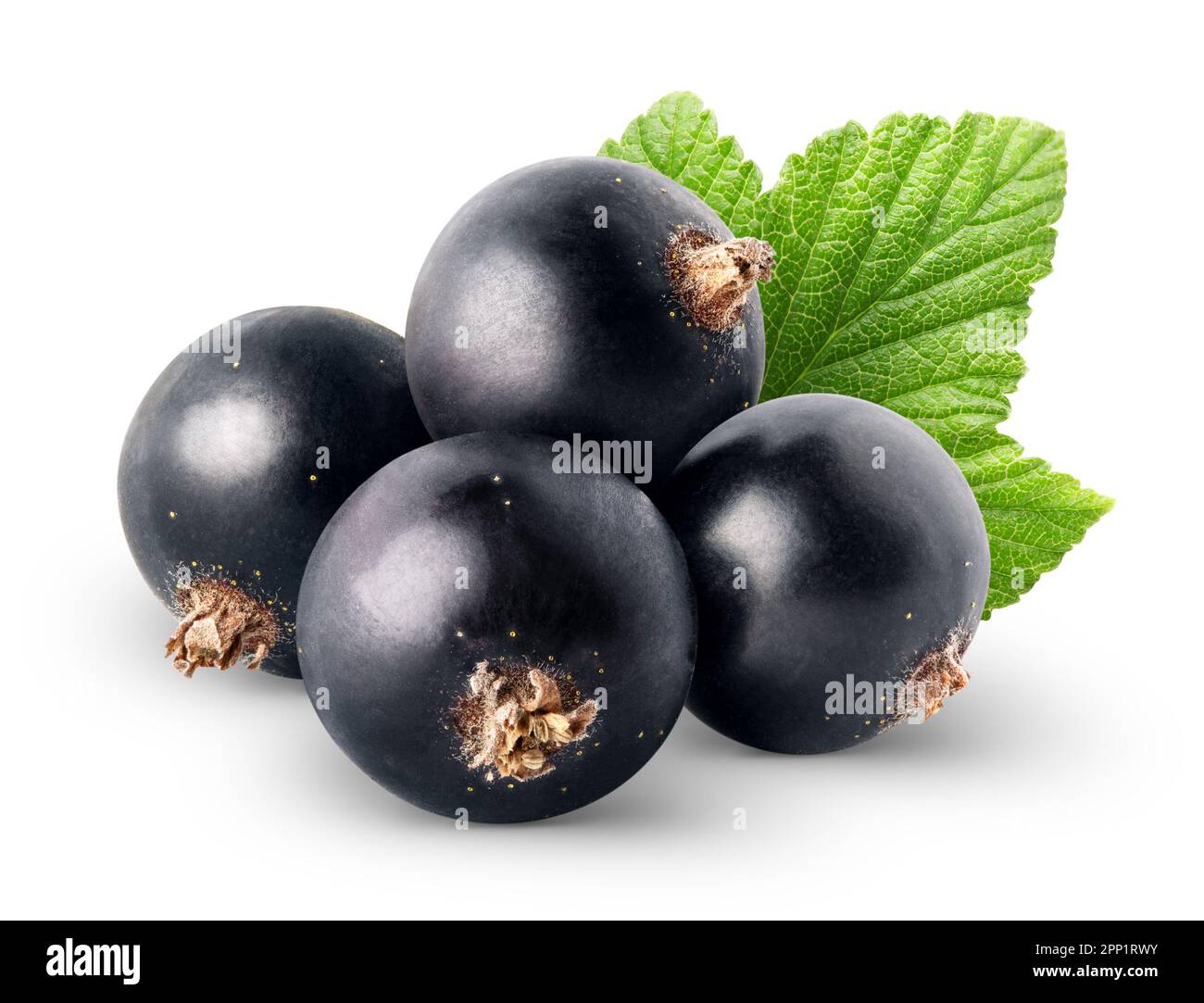 Isolated berries. Bunch of black currants fruits with leaf isolated on ...