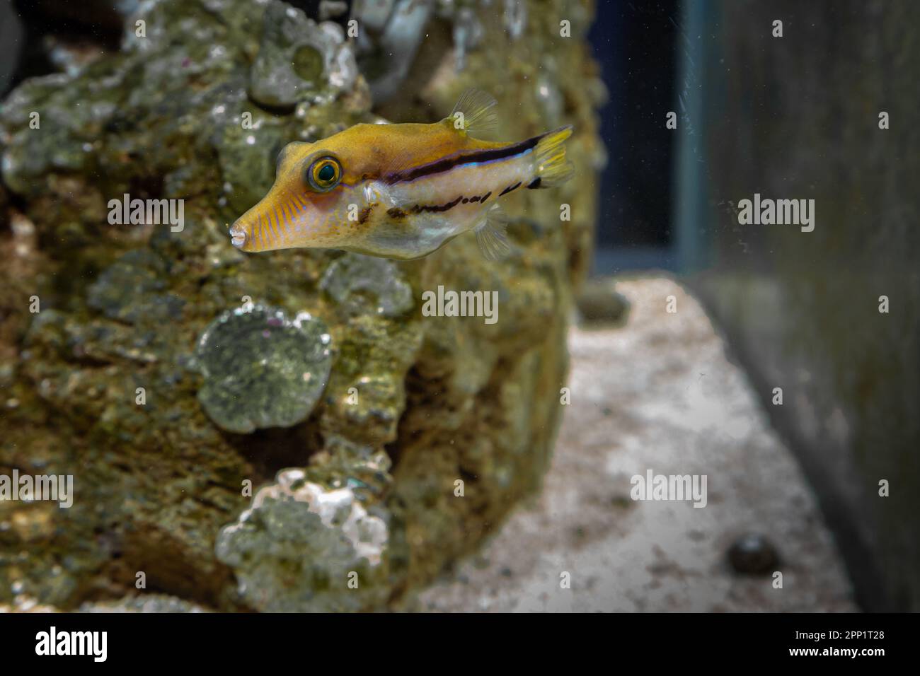 Saddle valentini puffer canthigaster valentini hi-res stock photography ...