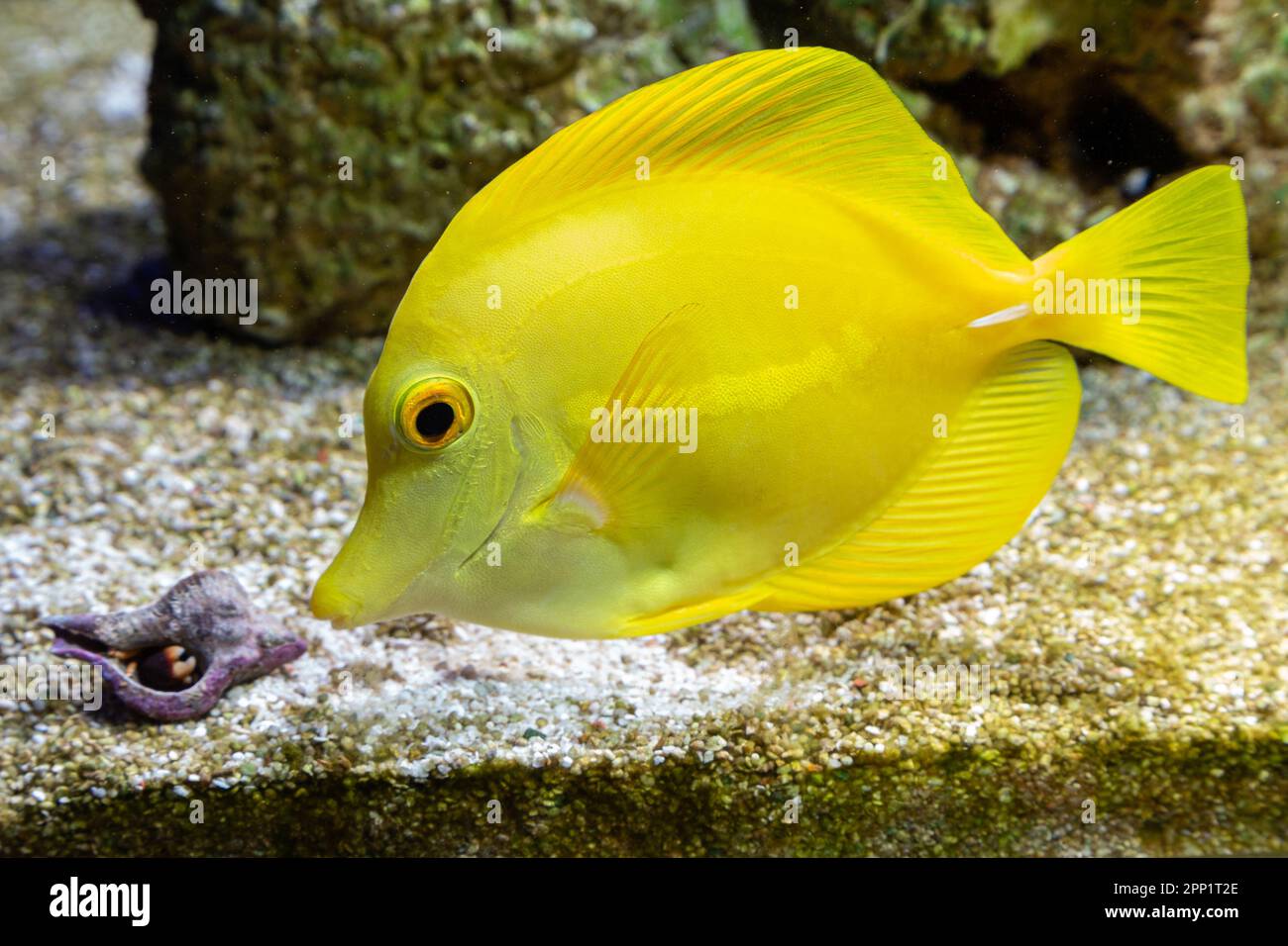 Zebrasoma flavescens - Yellow Tang in reef aquarium Stock Photo - Alamy