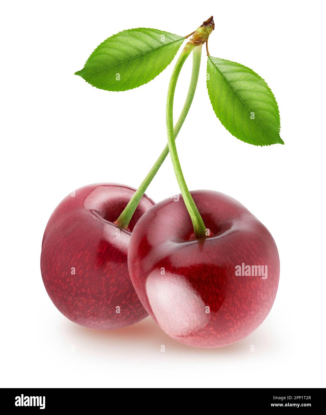Isolated cherry. Pair of sweet cherries with curvy stems, with leaves ...