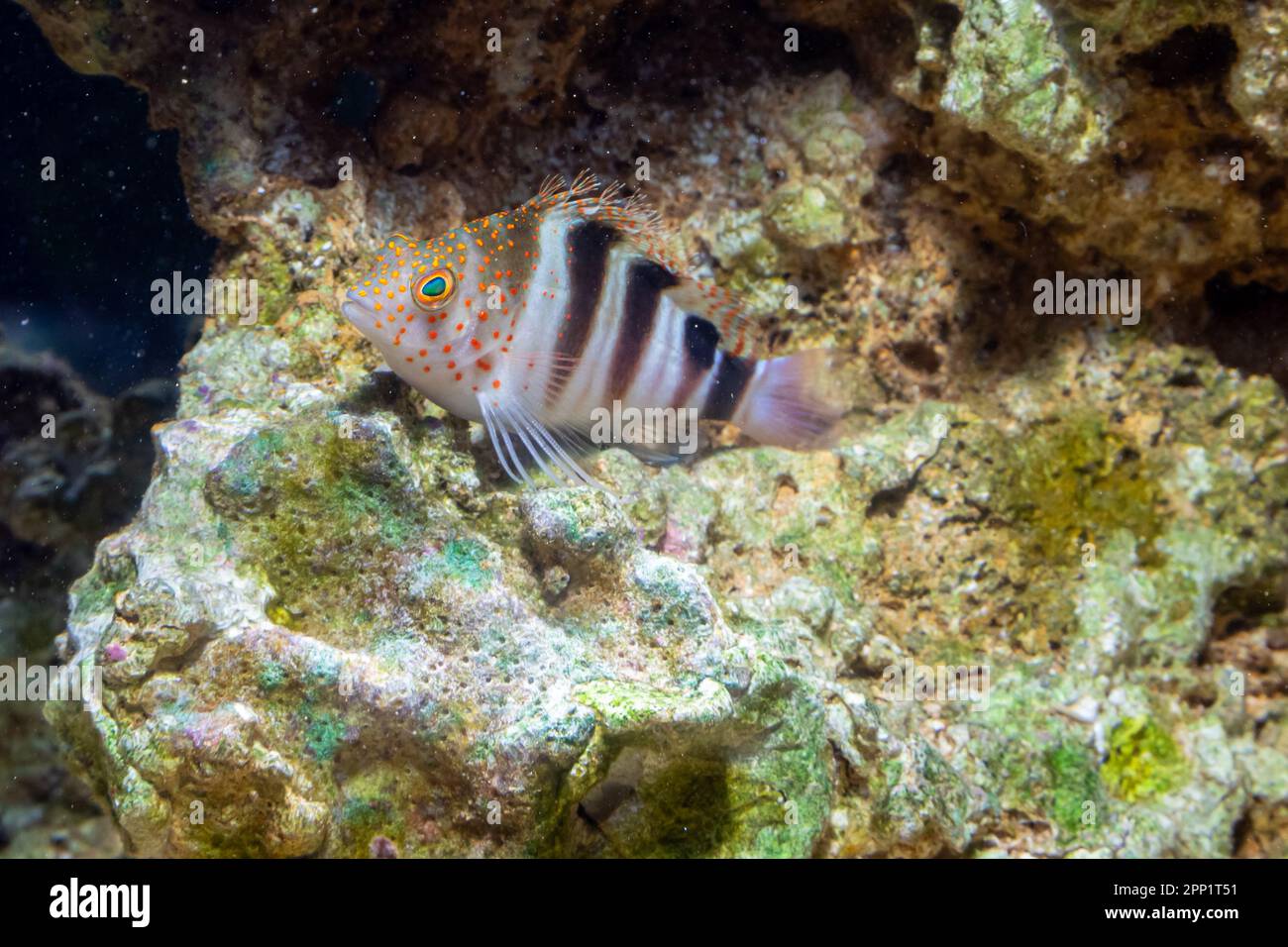 AMBLYCIRRHITUS PINUS in reef aquarium fish resting Stock Photo - Alamy