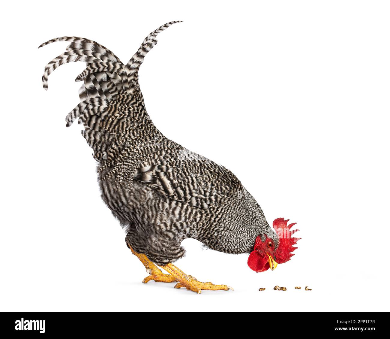 Impressive Amrock rooster, standing side ways eating food from floor ...