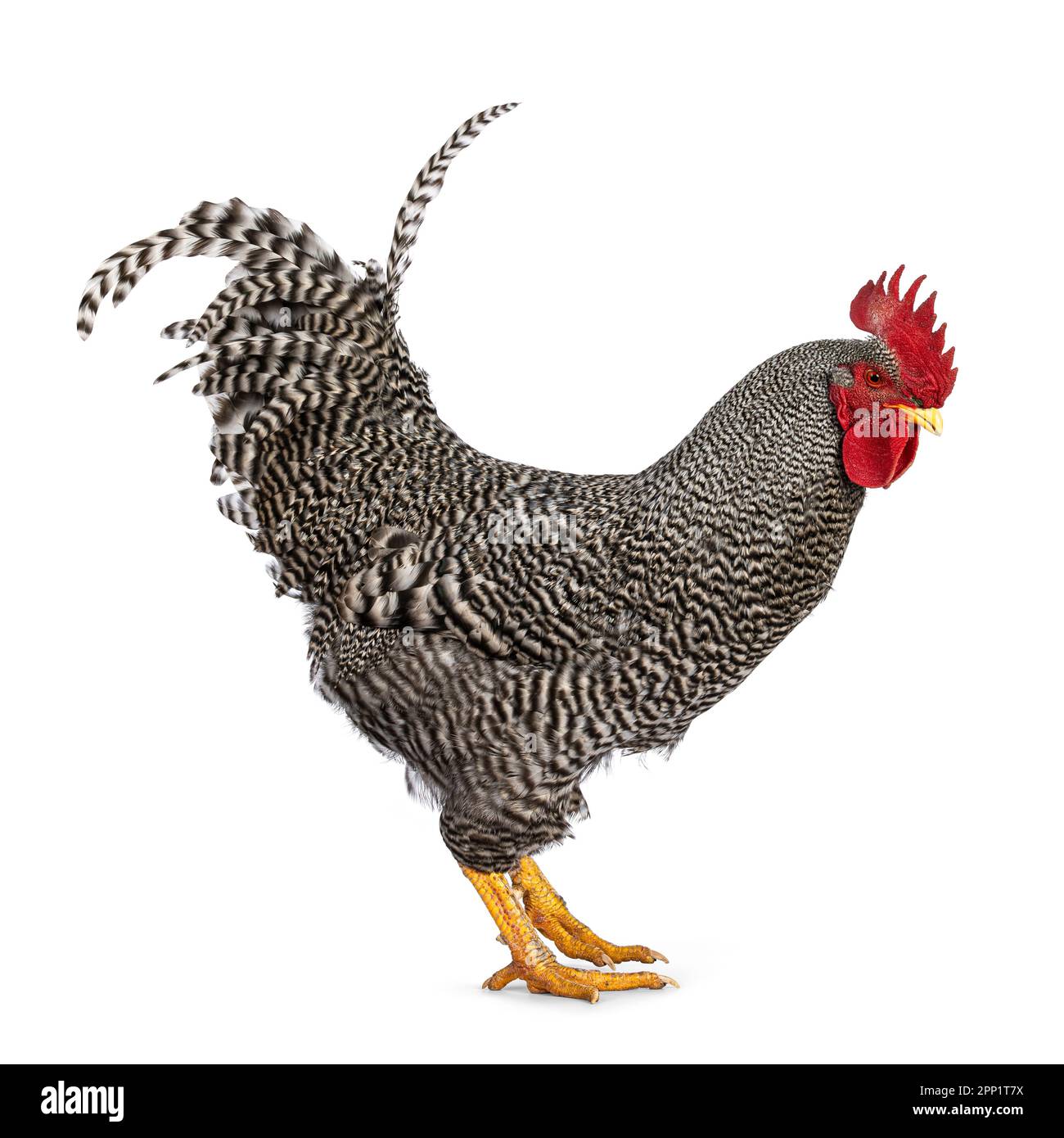 Impressive Amrock rooster, standing side ways. Isolated on a white ...
