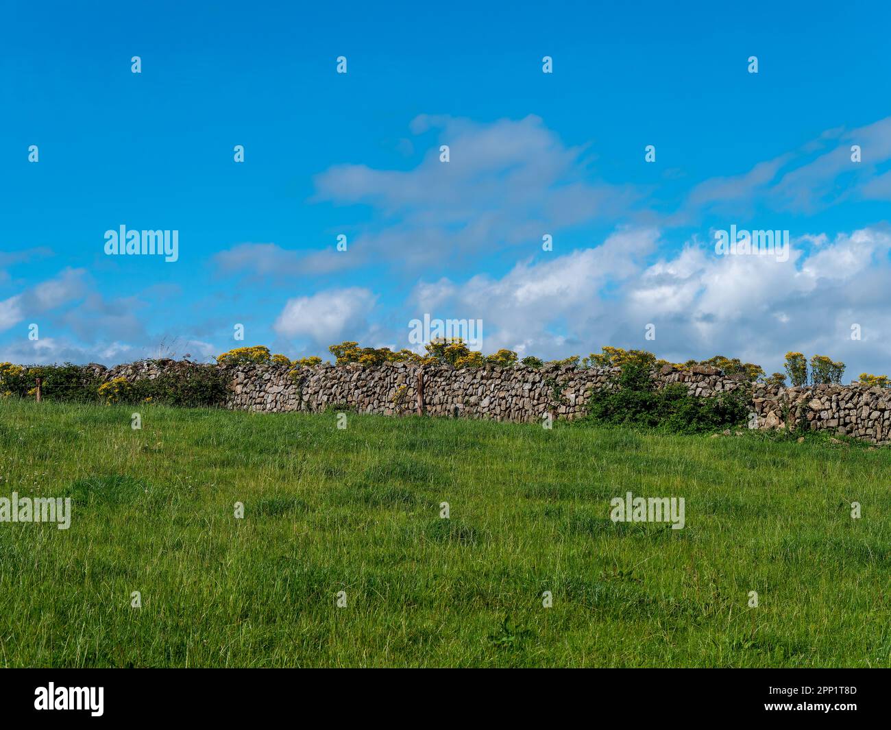 A stone fence on a farmfield in Ireland in summer. Blue sky over a ...