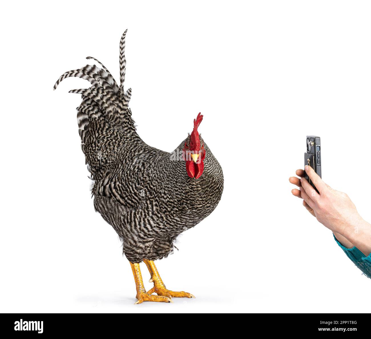 White feathered legs Cut Out Stock Images & Pictures - Alamy