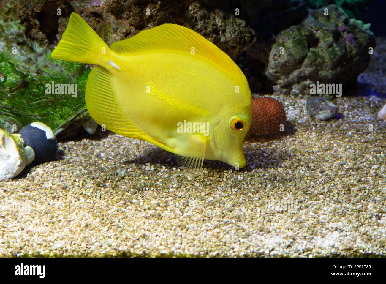 Zebrasoma flavescens - Yellow Tang in reef aquarium eating Stock Photo ...