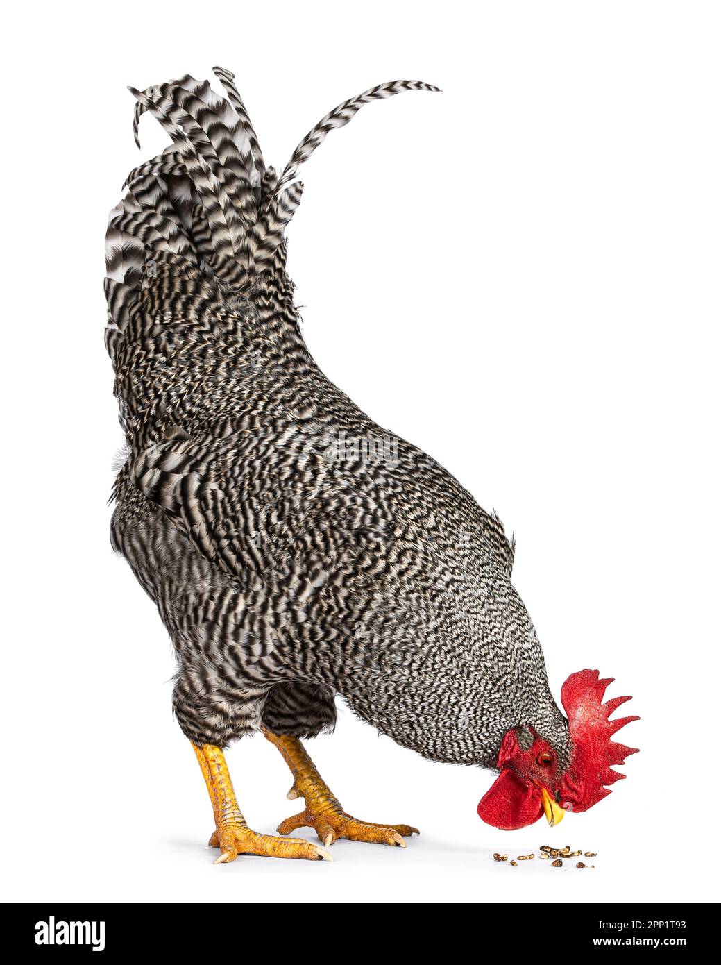 Impressive Amrock rooster, standing side ways eating food from floor ...