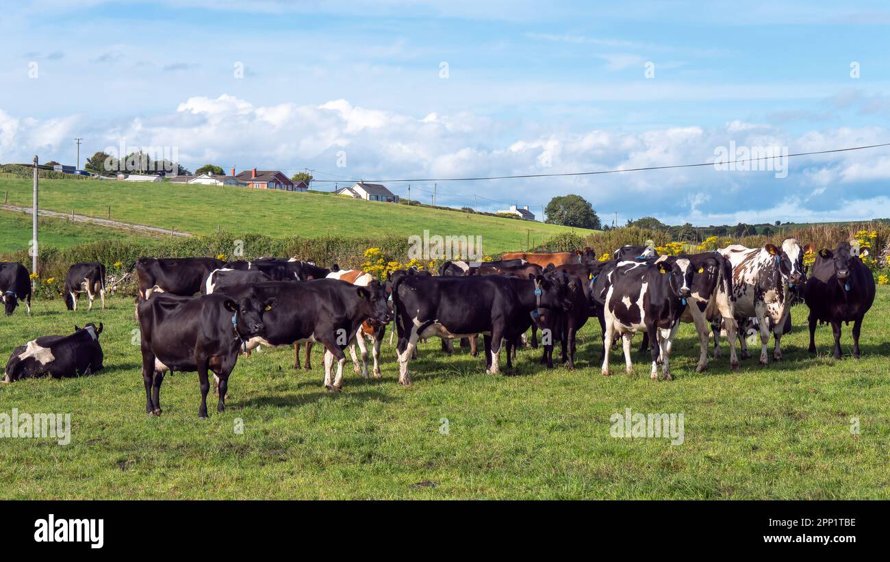 A herd of cows on a green pasture of a dairy farm in Ireland. A green ...