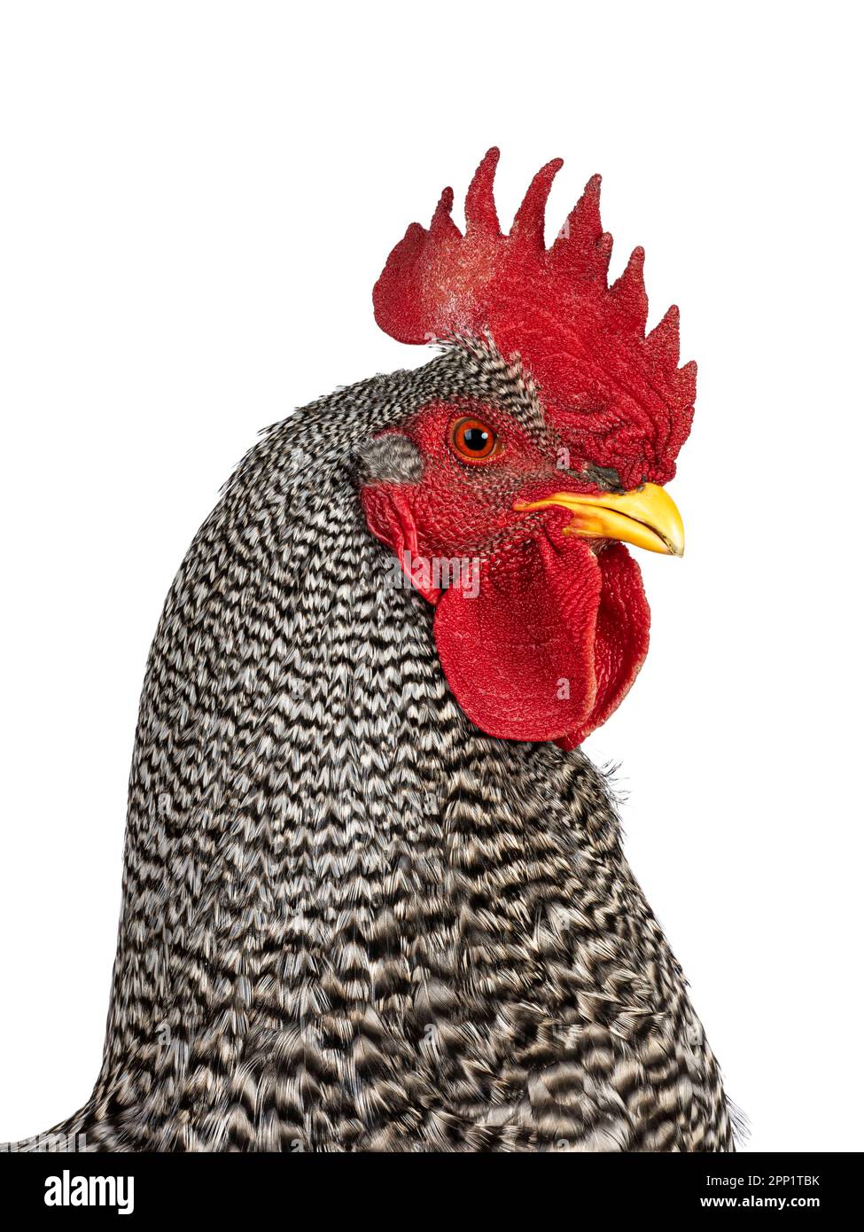 Head shot of impressive Amrock rooster, standing side ways. Isolated on ...