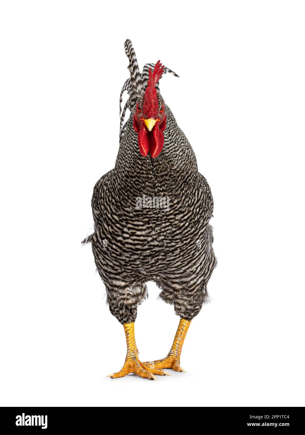 Impressive Amrock rooster, standing facing front. Looking straight to ...