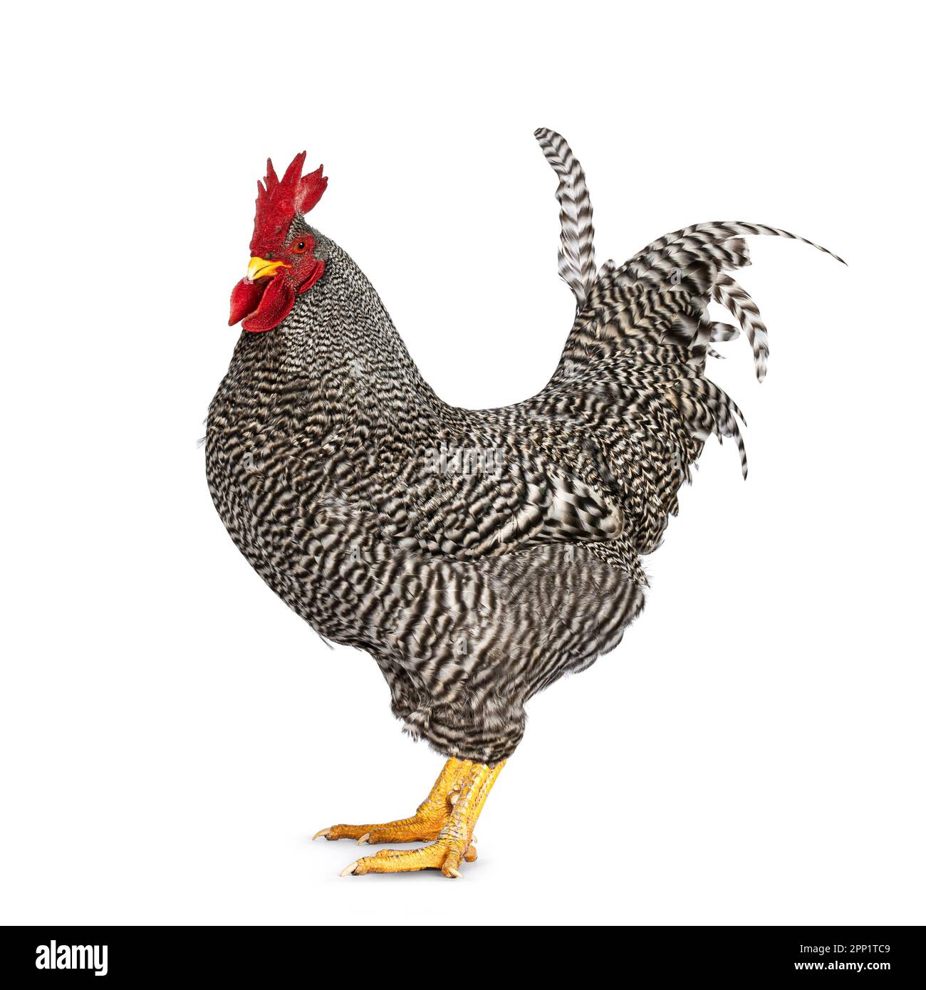 Impressive Amrock rooster, standing side ways looking towards camera ...