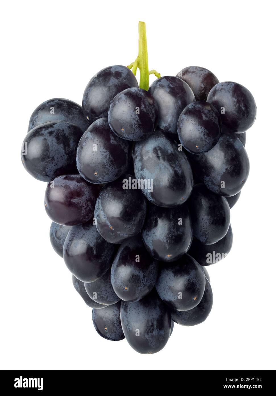 Isolated grapes. Bunch of dark red grape fruit isolated on white ...