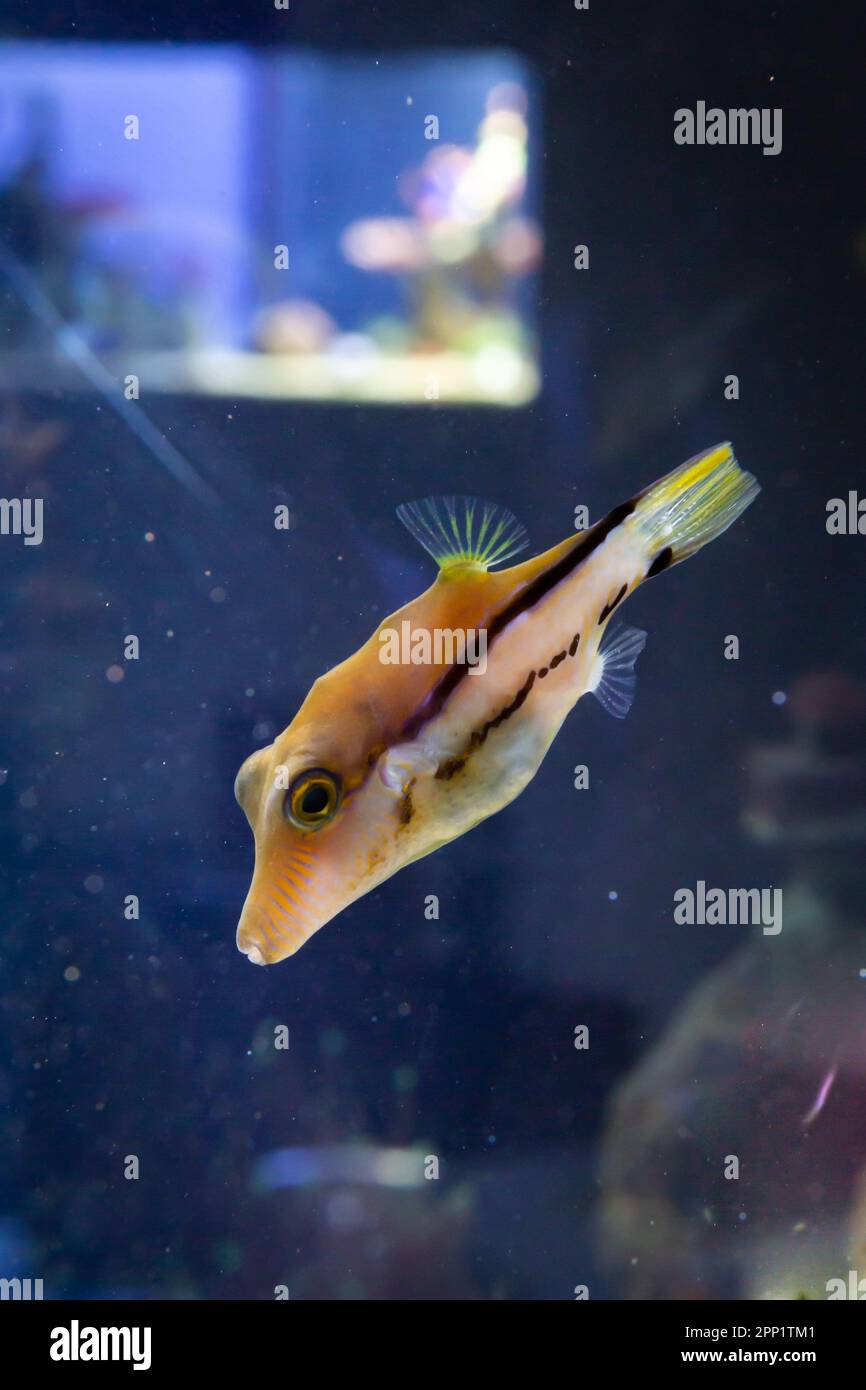 Saddle colony hi-res stock photography and images - Alamy