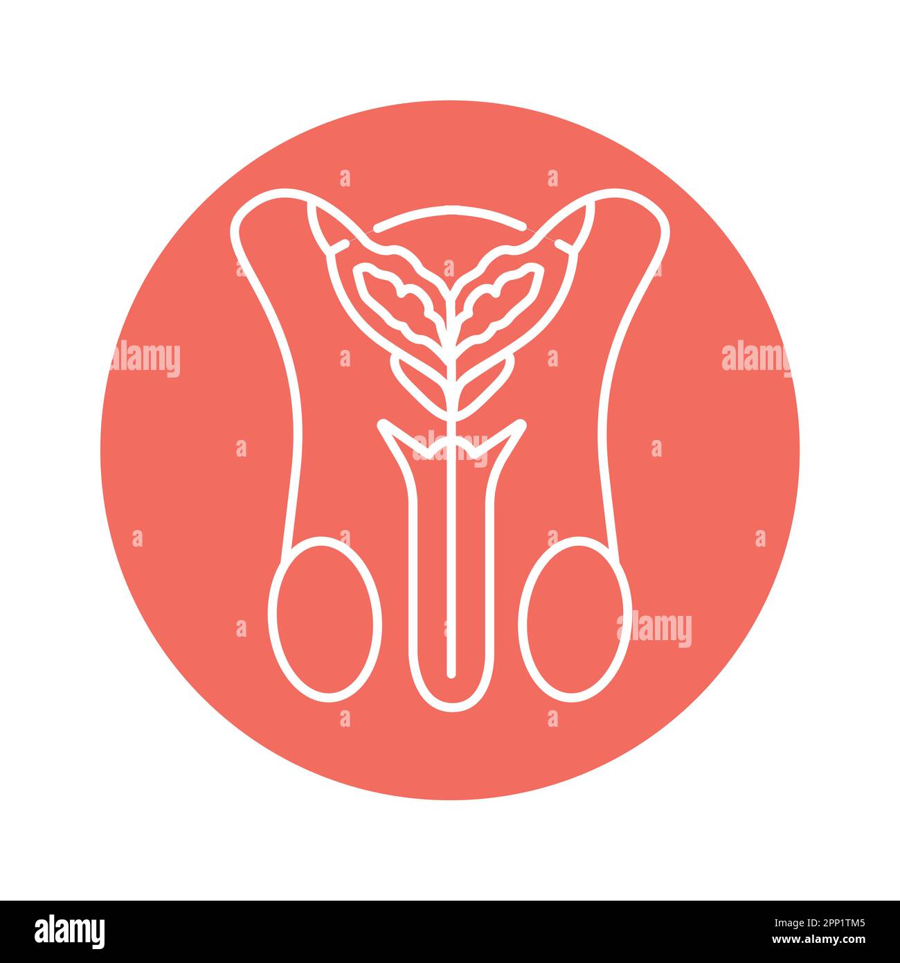 Male urinary system hi-res stock photography and images - Alamy