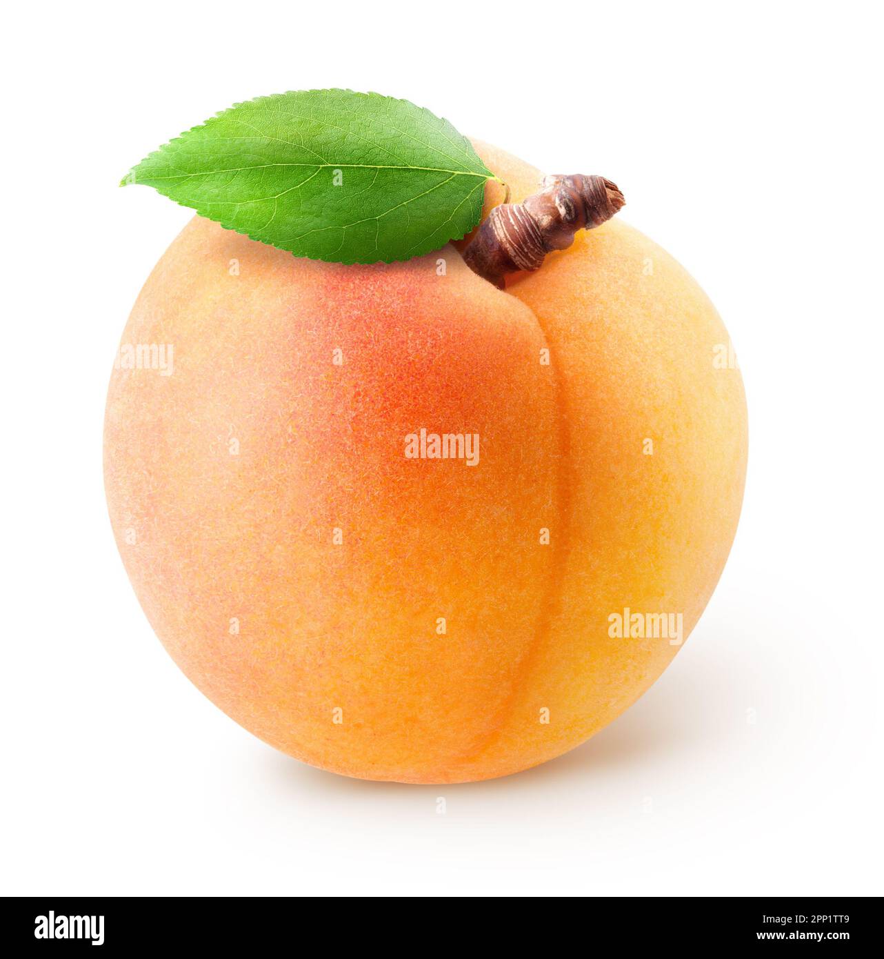 Isolated apricot. Whole single apricot fruit with leaf isolated on ...